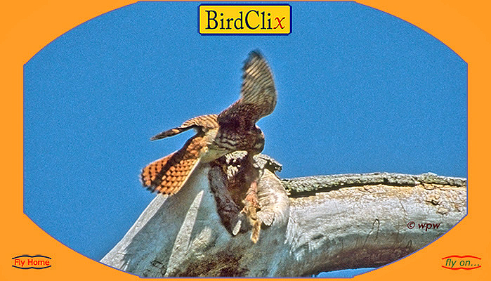 American Kestrels, photo scoop of Kestrel with Rabbit KILL - BirdClix.com