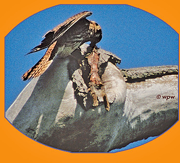 American Kestrels, photo scoop of Kestrel with Rabbit KILL - BirdClix.com