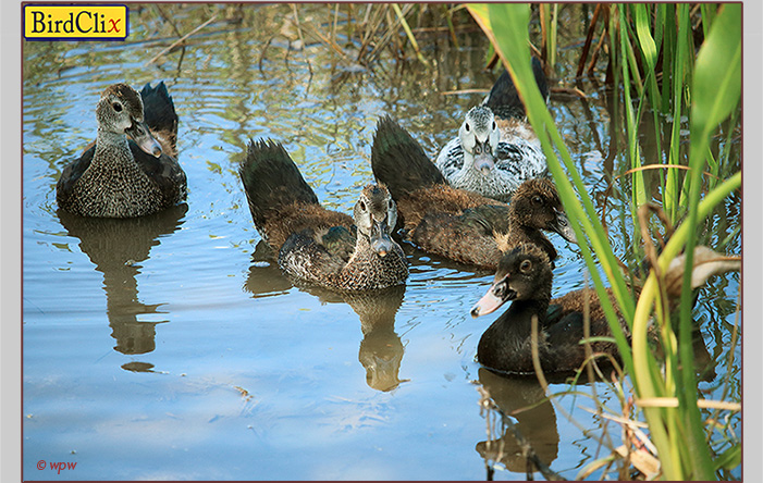 American Comb Ducks on a SW Florida pond, far out of range: BirdClix.com