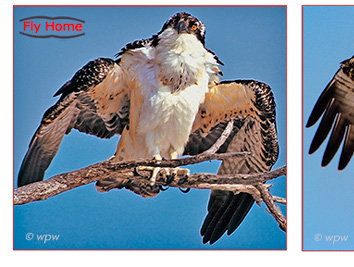 Photos of adult and juvenile osprey birds on a nest, osprey fledgling