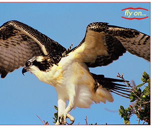 Photos of adult and juvenile osprey birds on a nest, osprey fledgling